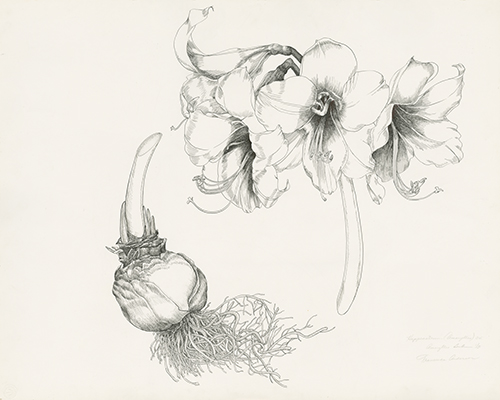 Anderson | Hunt Institute for Botanical Documentation