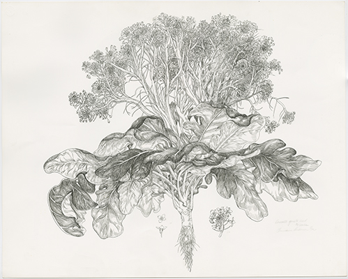 Anderson | Hunt Institute for Botanical Documentation
