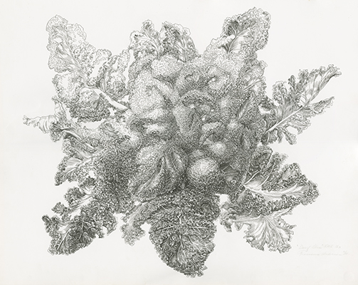 Anderson | Hunt Institute for Botanical Documentation
