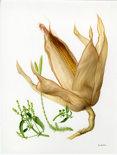 Pistoia | Hunt Institute for Botanical Documentation